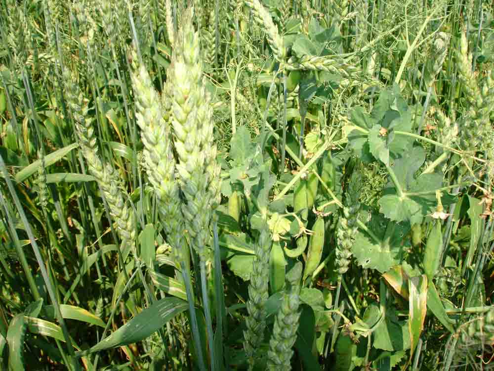 Welcome | Western Seeds